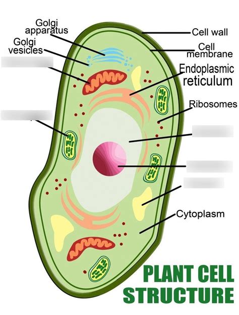 BIO 121 Lab 2 Eukaryotes Diagram Quizlet