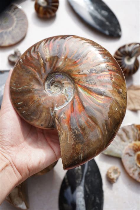 Large Ammonite Fossil Gem Stones Uk Carpé Crystals