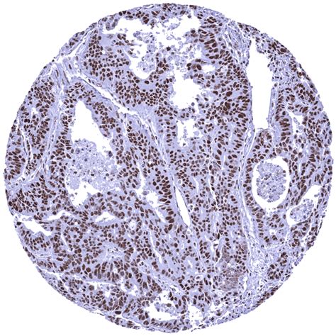 Nucleolin Msva 623r Ms Validated Antibodies
