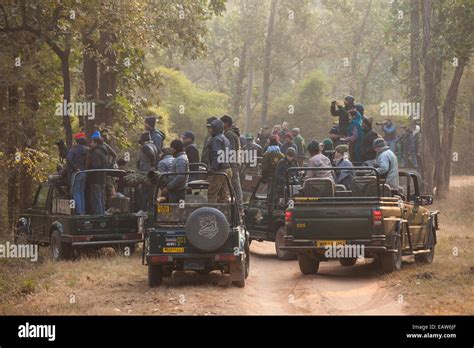 A Jeep Crowd Gathers After A Tiger Is Sighted In Bandhavgarh National