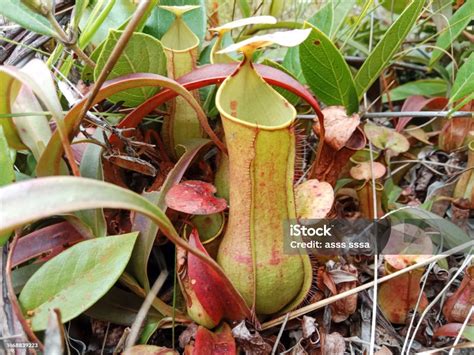 Nepenthes는 단형 가족 Nepenthaceae에서 열대 투수 식물 또는 원숭이 컵으로도 알려진 육식 식물의 속입니다 숲에서 자라는 열대 투수 식물 갇힌에 대한 스톡