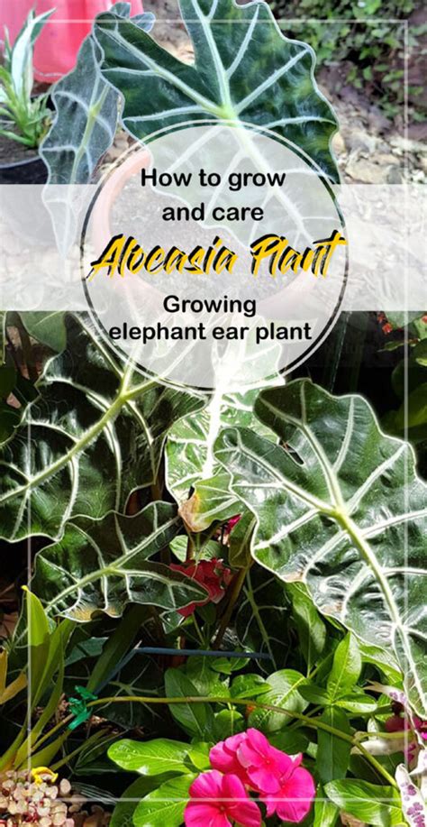 How To Grow And Care Alocasia Plant Growing Elephant Ear Plant
