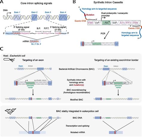 Esi Mutagenesis A One Step Method For Introducing Mutations Into Bacterial Artificial