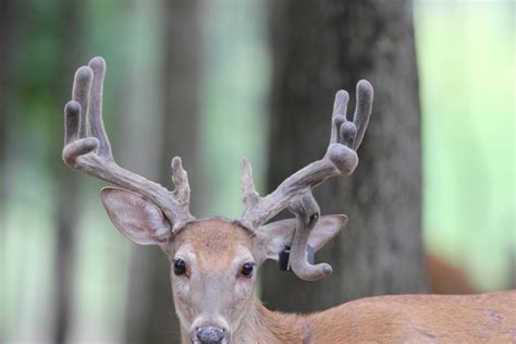 Drop Tine  Deer Farmer