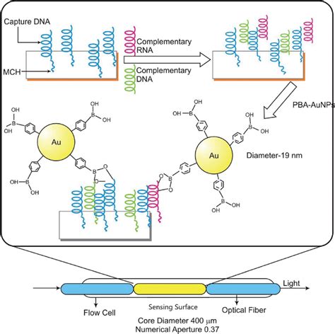combinatory therapy representing schematic illustration of spr sensing