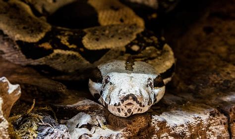 Jupyter Notebook Installation Using Anaconda Detailed Explanation