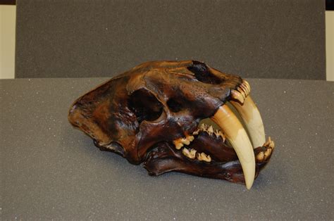 Acrocanthosaurus Paleoaerie