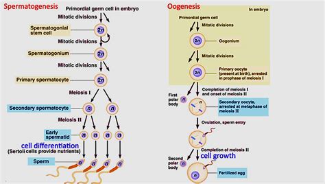 Gametogenesis Spermatogenesis Oogenesis