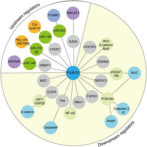 The Role Of Pcdh10 In Neurological Disease And Cancer Pmc