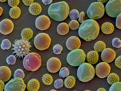 Assortment Of Pollen Grains Stock Image B786 0421 Science Photo Library