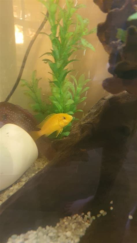 Gender On Yellow Lab Cichlid Help Rcichlid