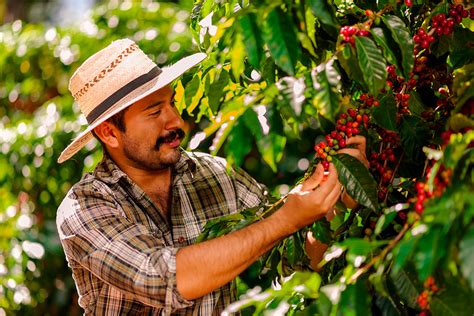 El fascinante origen del café en Colombia LaTazadeCafe