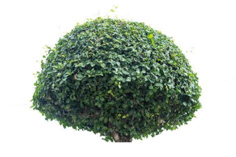Shrub PNGs For Free Download