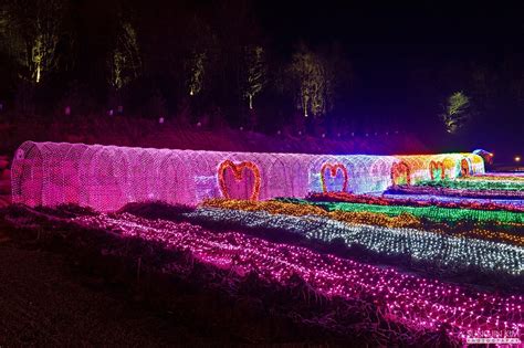 화려한 불빛의 향연 허브아일랜드 불빛동화축제