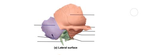 Lateral Temporal Bone Diagram Quizlet