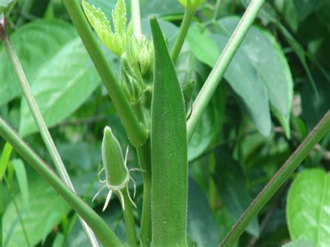 Lady Finger Benefits Bhendi Ra Labha Add The Bhindi Benefit To Your Diet For Better Eye Health