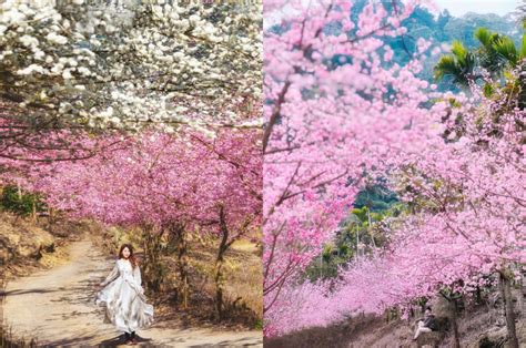 喝冠軍咖啡、拍粉櫻愛心隧道！雲林「免費賞櫻景點」雪白李花綻放爭豔 玩咖playing 自由電子報