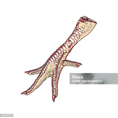 치킨 닭 터키 피트 손 컬러에 그리기입니다 요리에 대 한 국내 농장 조류 또는 닭 다리 벡터입니다 갈고리 발톱에 대한 스톡 벡터 아트 및 기타 이미지 Istock