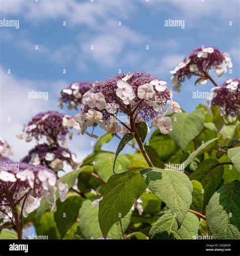 Rough Leaved Hydrangea Hydrangea Aspera Macrophylla Hydrangea