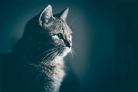 Download Serious Cat Side View Profile Wallpaper