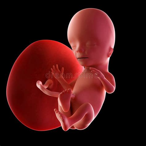 Human Fetus Icon Stock Vector Illustration Of Circle 97927813