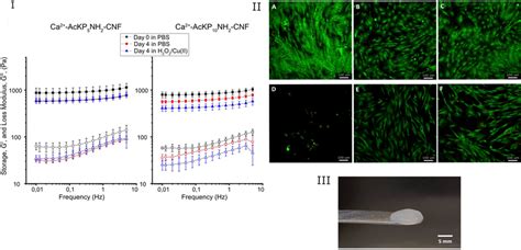 Characterization Of Double Crosslinked Hydrogels I Viscoelastic Download Scientific Diagram