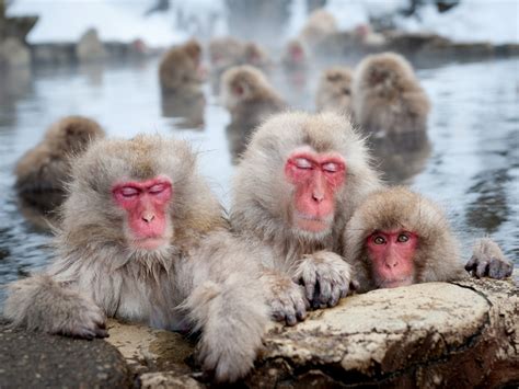 Japanese Macaques