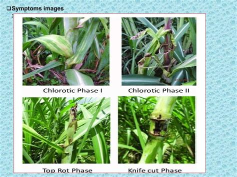 Diseases Of Sugarcane Pptx
