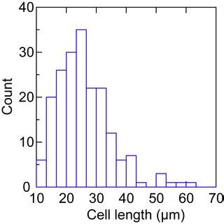 Frequency Distribution Of The Lengths Of A Log Phase Population Of Download Scientific Diagram