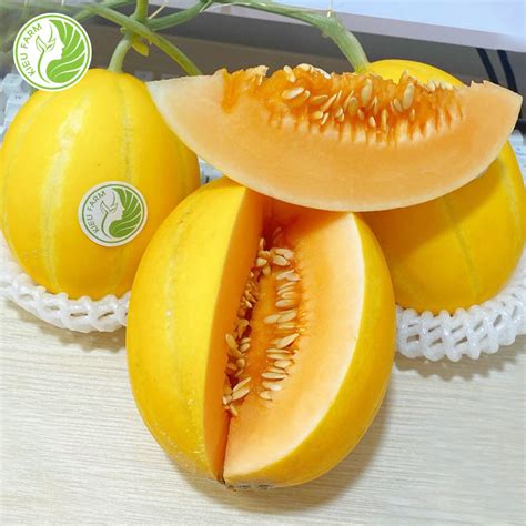 Dưa Lê Hàn Quốc CÔng Ty Tnhh Kieufarm