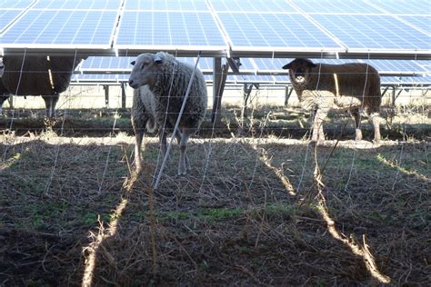 Plain Language Summary Grazing Solar Parks Can Help People And Nature Relational Thinking