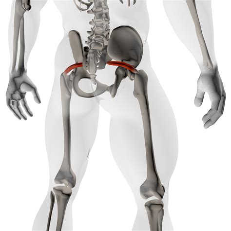 Seated Piriformis Stretch Benefits Muscles Worked And More Inspire Us