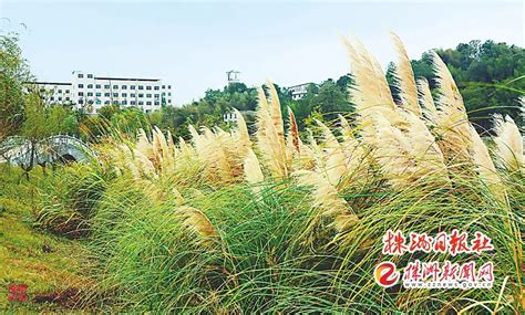 冷空气来了，株洲最低气温降至澎湃号·媒体澎湃新闻 The Paper