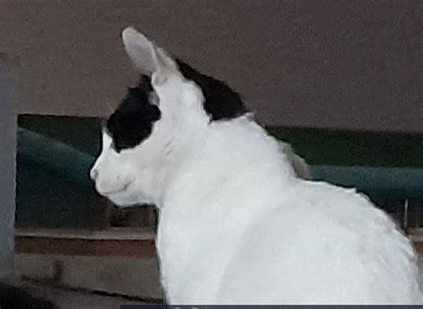 양아치 아닌 양은 양 고양이는 고양이 고란이는 고란이 사람은 사람