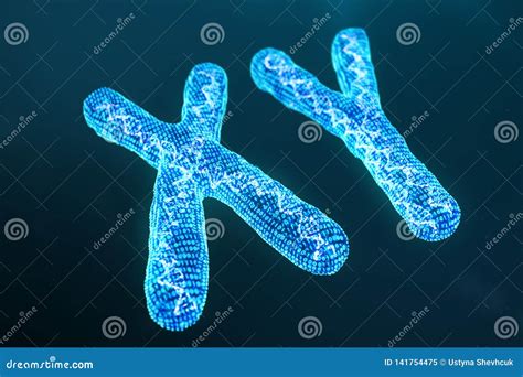 xy digital artificial chromosomes with dna carrying the genetic code