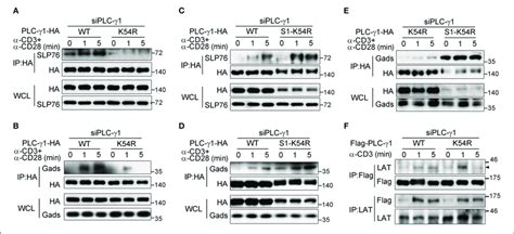 Sumoylation Of Plc γ1 Promotes Its Interaction With Slp76 And Gads Download Scientific