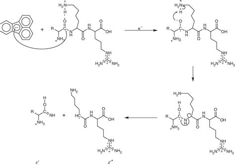 Fragmentation Scheme For Production Of Ions Of Type C And Z Resulting