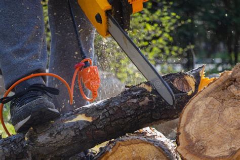 Men Sawing Apple Tree With A Chainsaw In His Backyard Worker Pruning Tree Trunk In The Garden