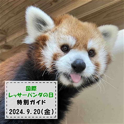 福岡市動物園｜「国際レッサーパンダの日」特別ガイドを開催します