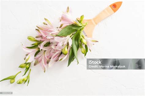 아름다운 봄 꽃 알스트로 에메리 에에 브러시가있는 구성 창조적 인 꽃 채색 상단보기 흰색 배경 0명에 대한 스톡 사진 및 기타