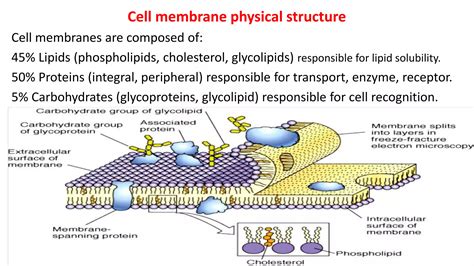 Cell Membrane Structure Function And Transport Mechanisms PPT