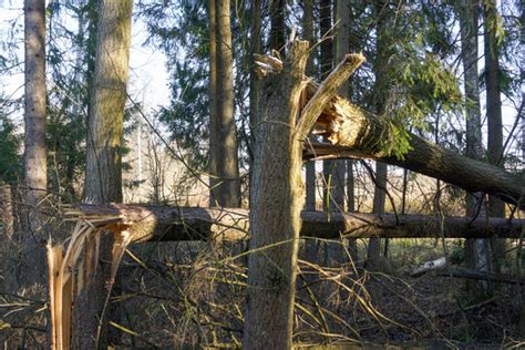 Broken Trees Adobe Stock