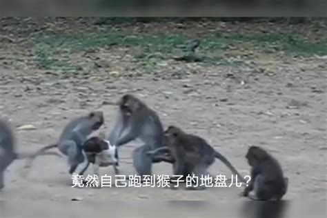 一只狗子误闯入猴群猴子对它无情调戏狗子还能全身而退吗