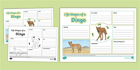 Dingo Life Stages Fact File Template Professor Feito