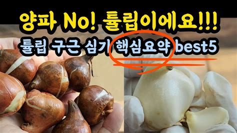알쏭달쏭 햇갈리는 튤립 구근 심기 튤립구근 심기 꿀팁 Bset5 패션업계보다 발빠르게 봄을 준비하세요~ Tulip