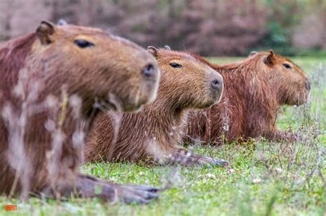 Capibara Características Hábitat Alimentación Vida Y Curiosidades
