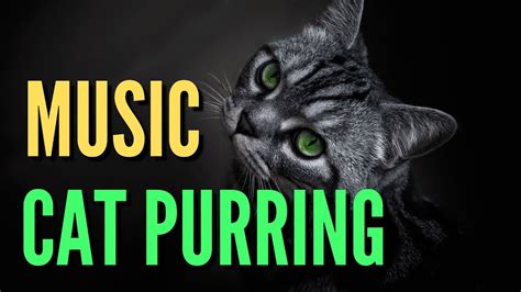 10 Hours Cat Song Soothing Music To Calm Anxious Cat And Help With