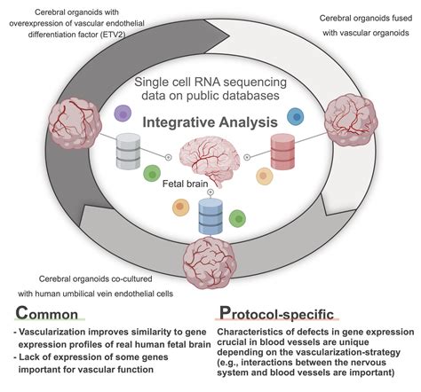 Exploring The Effects Of Vascularization Strategies On Brain Organoids