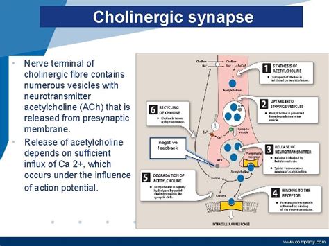 Autonomic Nervous System Cholinergic Agonists CHOLINOMIMETICS Ph D