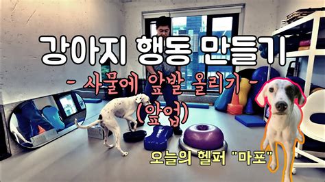 강아지 산책 둔감화 교육 🐶 반려견 교육 🐾 애견 교육🦮 우리 아이랑 이거 한번 해보세요 다양한 사물을 즐겁게 경험하며 산책하며 둔감화도 해봅시다 😆 Youtube